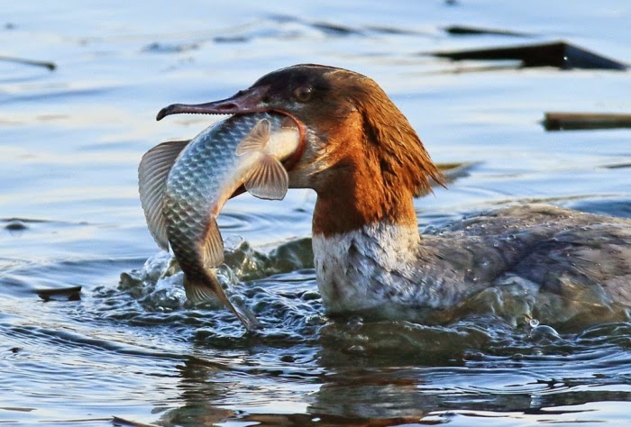 BARRY the BIRDER: Goosander with a big mouthful...