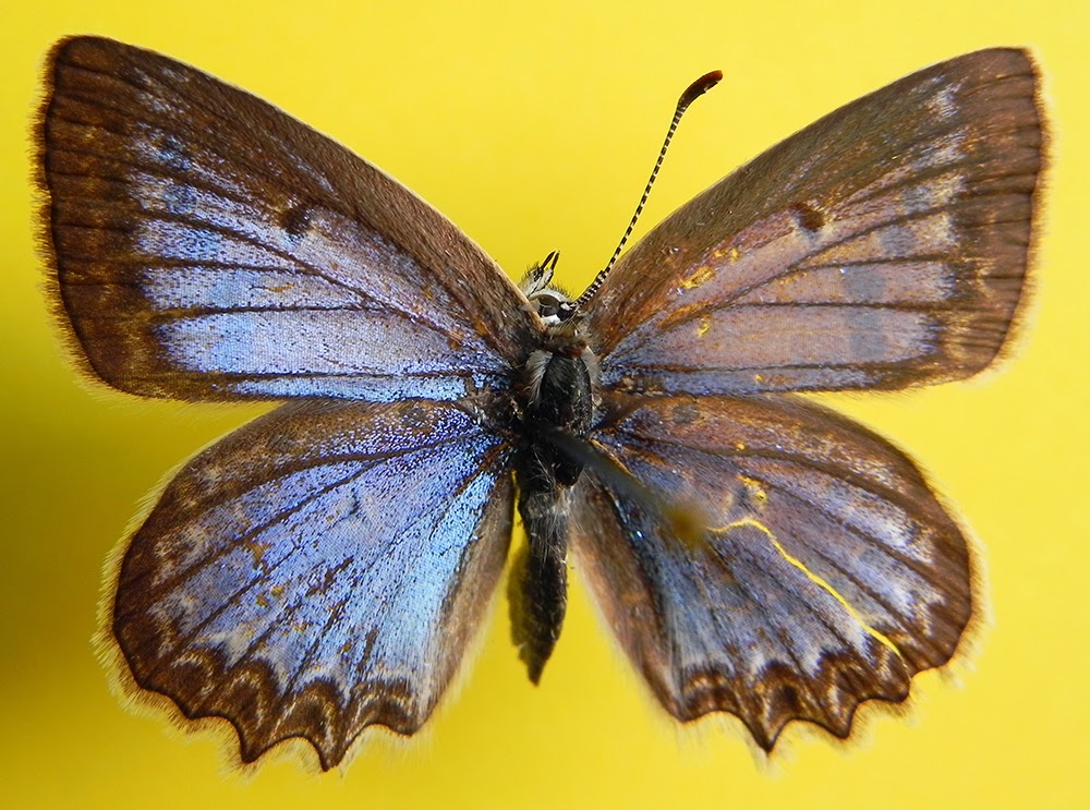 MARIPOSAS (BUTTERFLIES): Subfamilia POLYOMMATINAE Tribu POLYOMMATINI ...