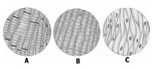 Jaringan Otot Adalah - Homecare24