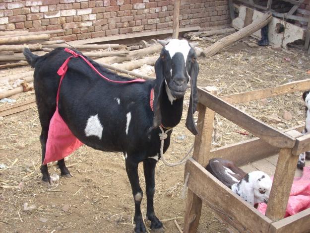 Pakistani Bakras Photos - Pakistan in Photos