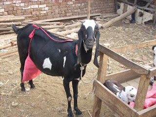 Pakistani Bakras Photos - Pakistan in Photos