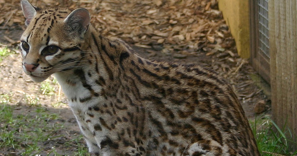 ECOSISTEMAS DE COSTA RICA: LEOPARDUS PARDALIS