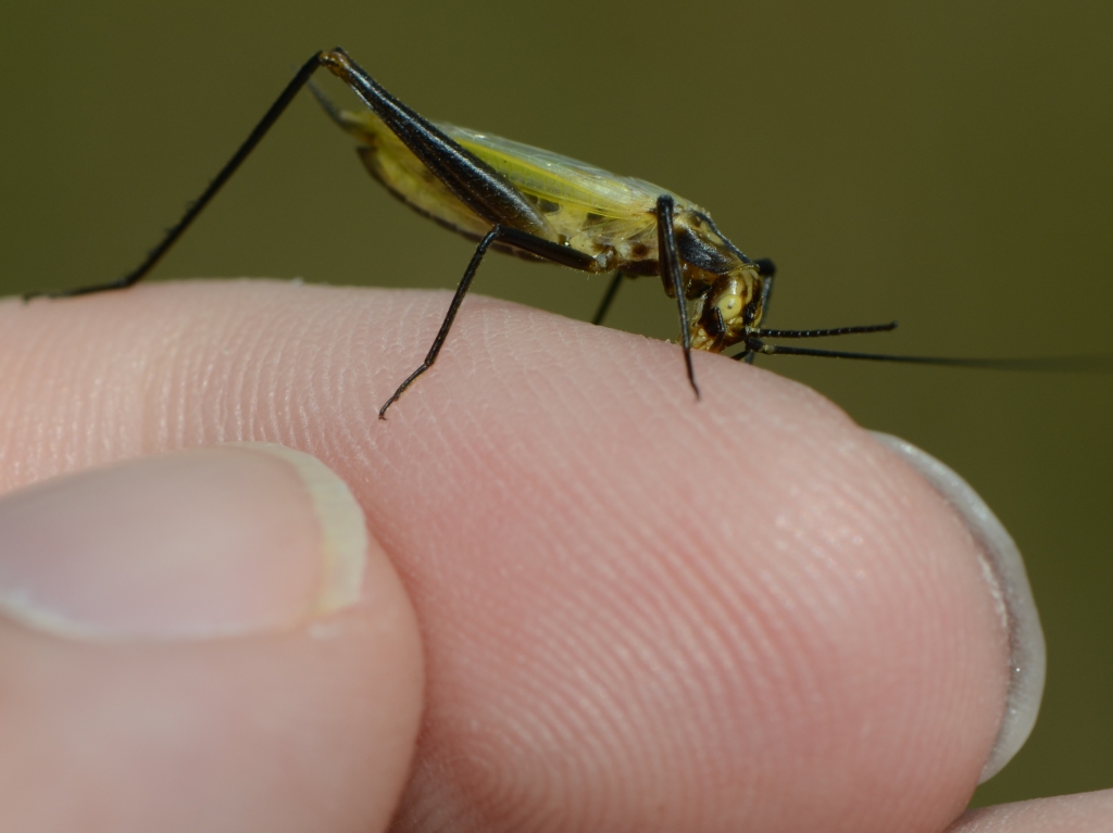 Ohio Birds and Biodiversity: Black-horned Tree Cricket, Oecanthus ...