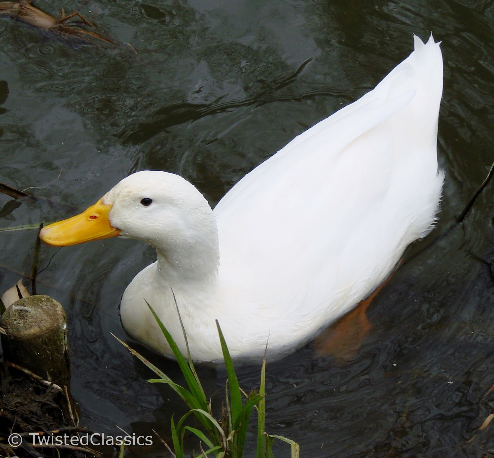 Birds and wildlife: 2 beautiful quacking white ducks