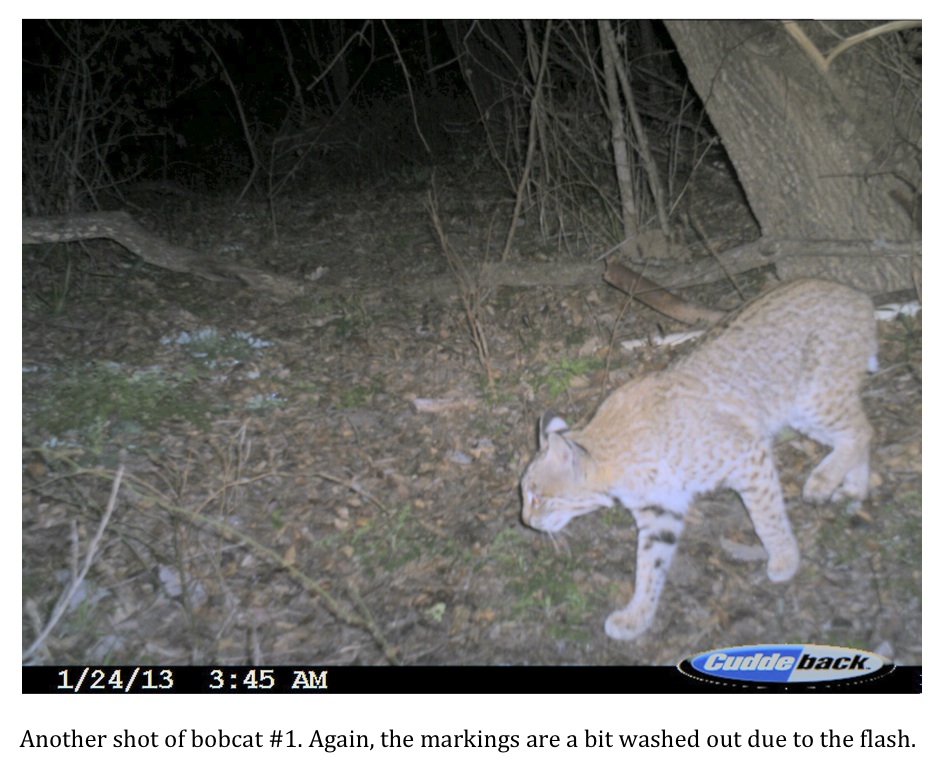 Texas Cryptid Hunter: Bobcats, Blood, and Broken Cameras
