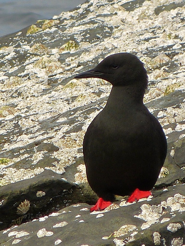 MV FRAM EXPEDITION BLOG: The Shetland Islands – Island of superlatives