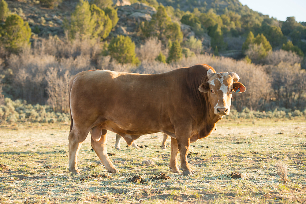 Sugar Rush Photo + Video: {CATTLE DRIVE} Evans Beefmaster Ranch Shoot 2014