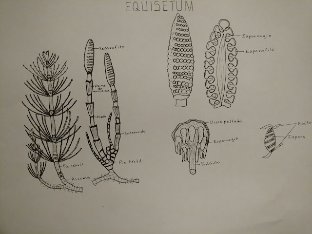 Botánica de las plantas vasculares : Pteridofitas morfologia y tejidoss