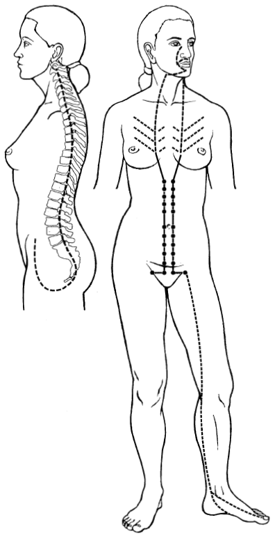 Anatomy of the Sinew Channels: The Diaphragm and the Spleen Sinew Channel