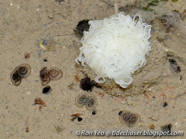 tHE tiDE cHAsER: Horseshoe Worm (Phylum Phoronida) of Singapore
