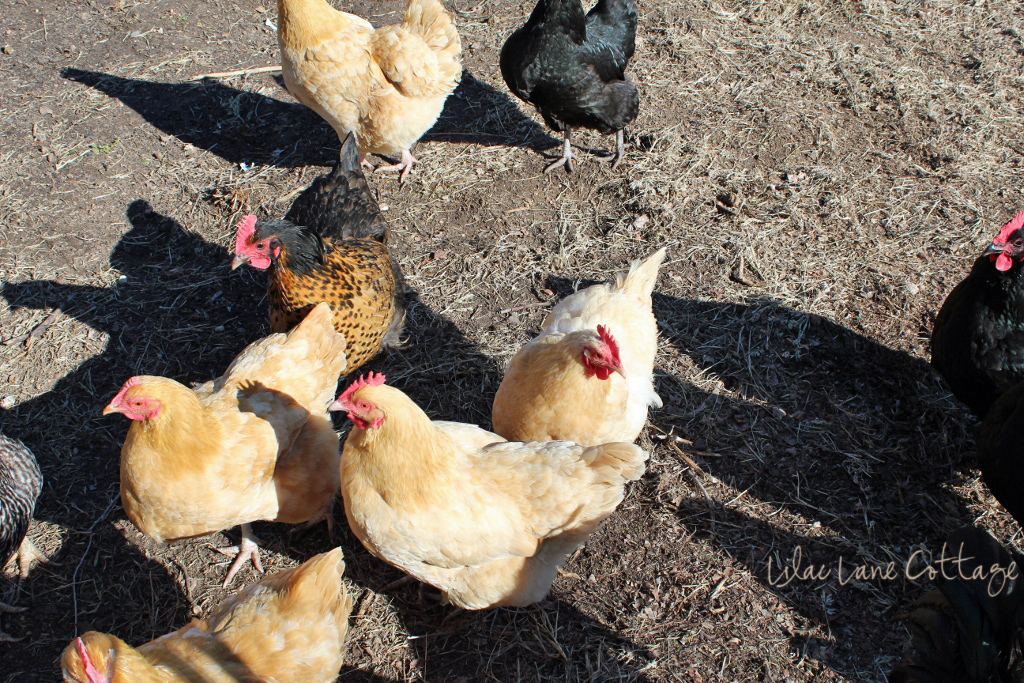 .Lilac Lane Cottage: Early February On The Farm