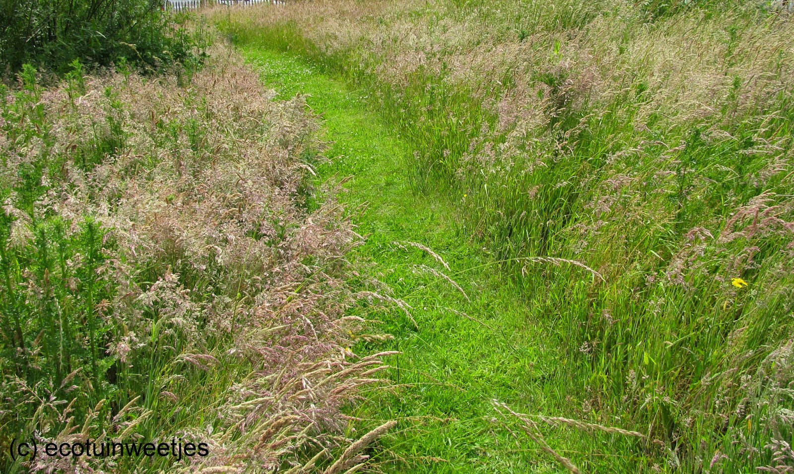 Ecotuinweetjes: Een mooie tuin met weinig werk