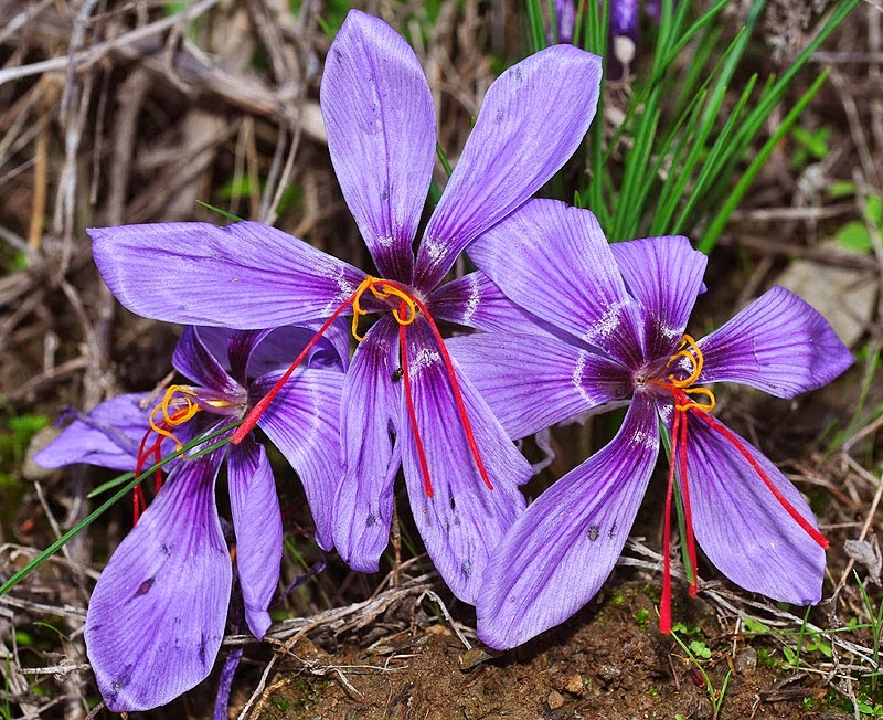 Forest Forestal: Azafrán