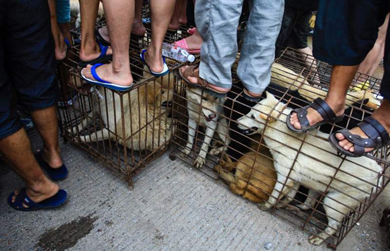 antblog: Stop Yulin Dog Meat Festival