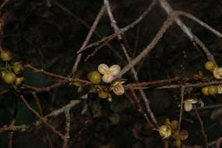 The Nature of Robertson: Celastrus australis - Staff Climber (aka Staff ...