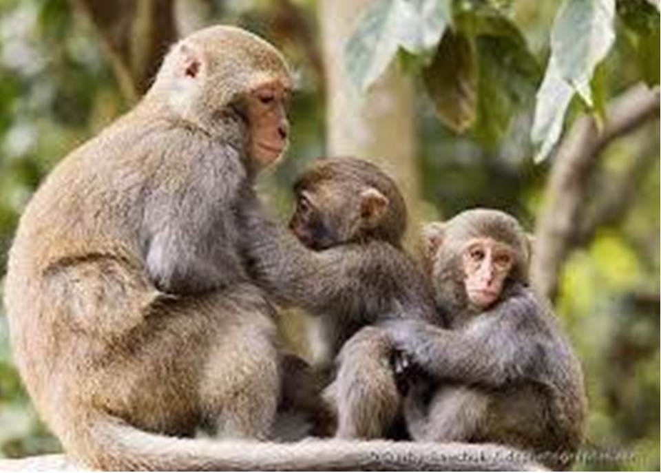 Hukum Memakan Monyet dan Memperjualbelikannya - Hidayah Sunnah