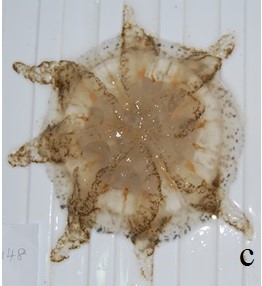 JELLYFISH IN MALAYSIA