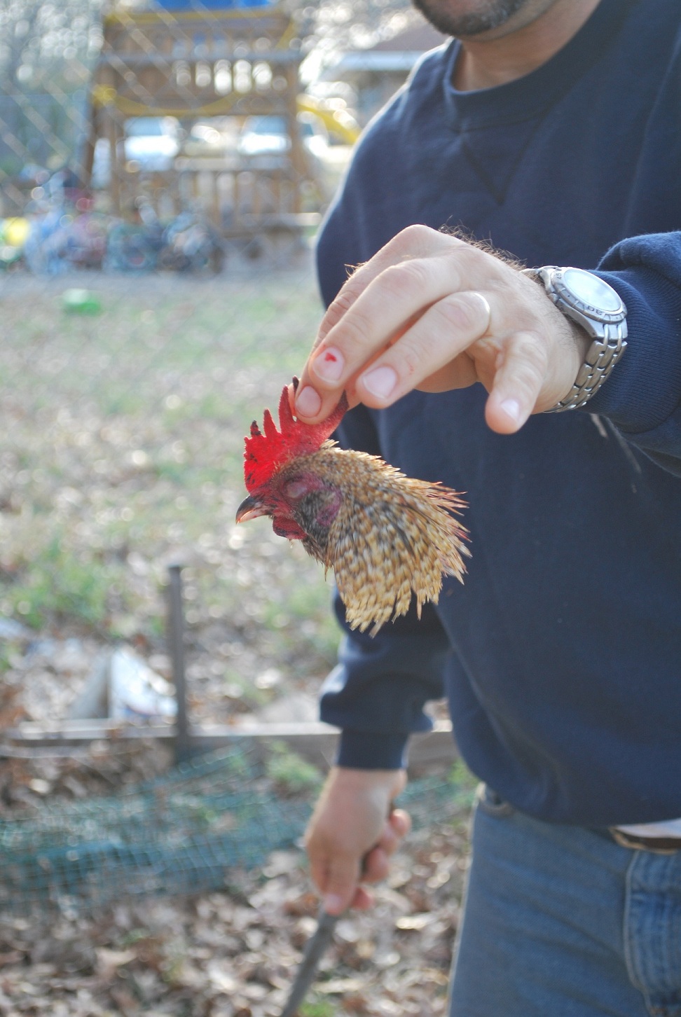 Garden Grove Cottage: Our First Butchered Chicken....
