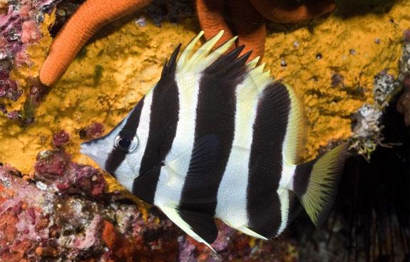 D' Ocean Aquarium: Ikan Kepe kepe (Butterfly Fish)