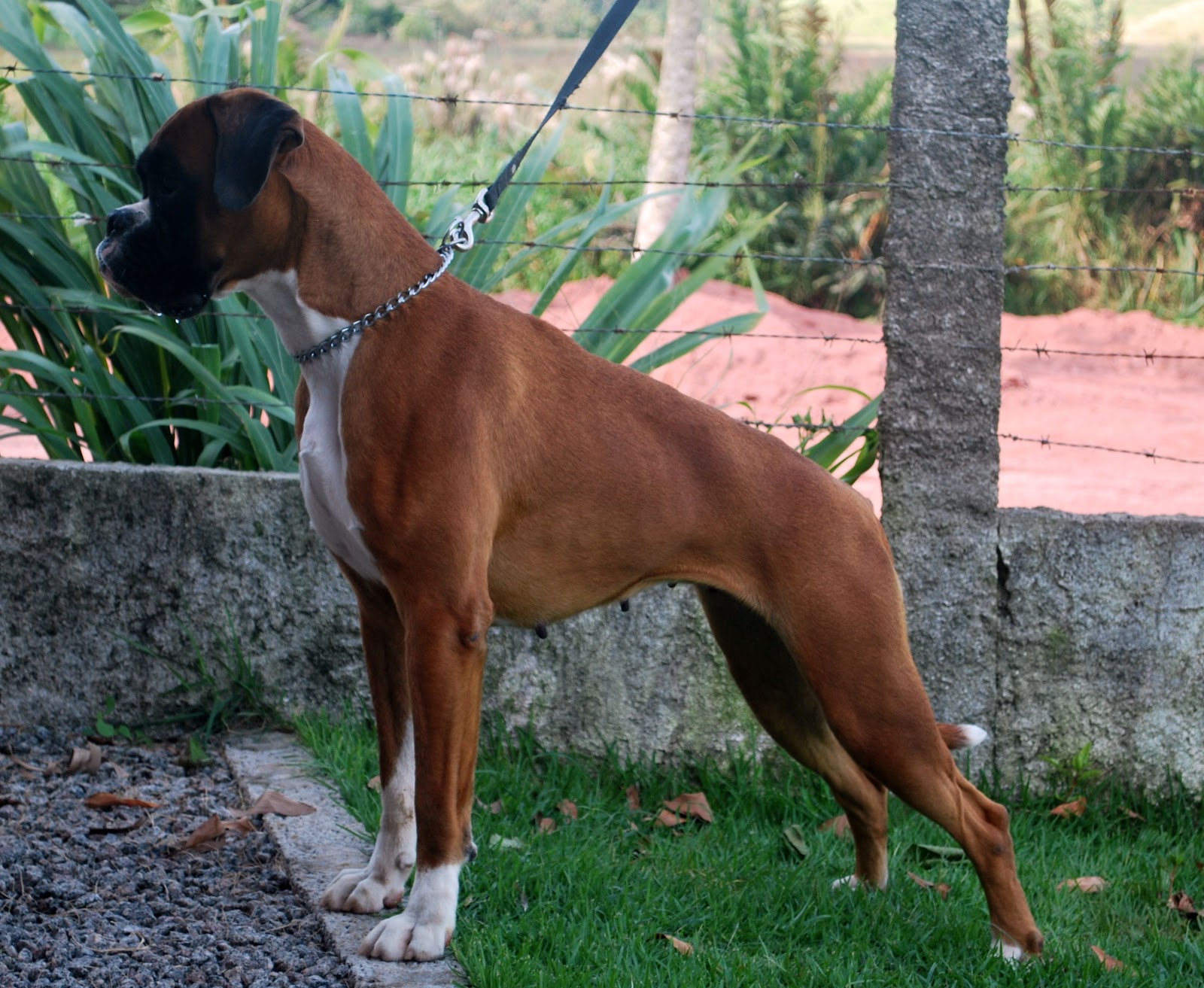 CANIL NEW CONGO: BOXER EUROPEU.