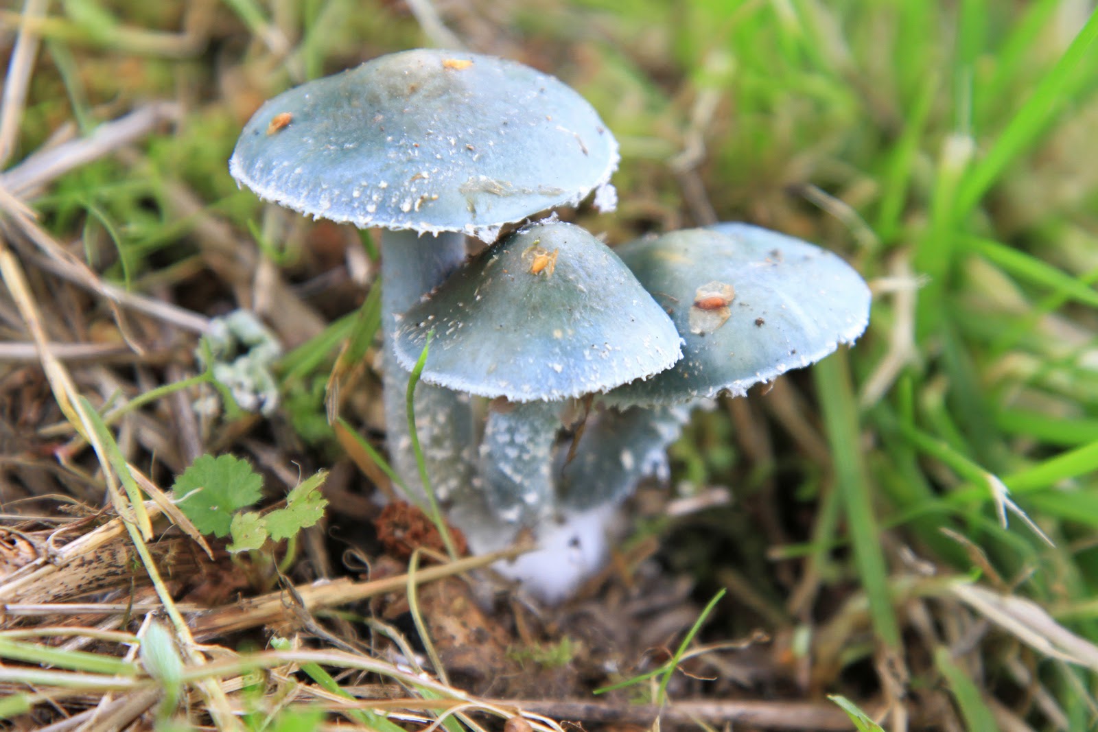 Gibside: Surveys 2 - Fungi