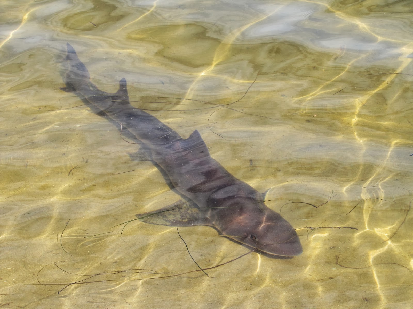 Kelp Gull Project: Spotted Gully Shark