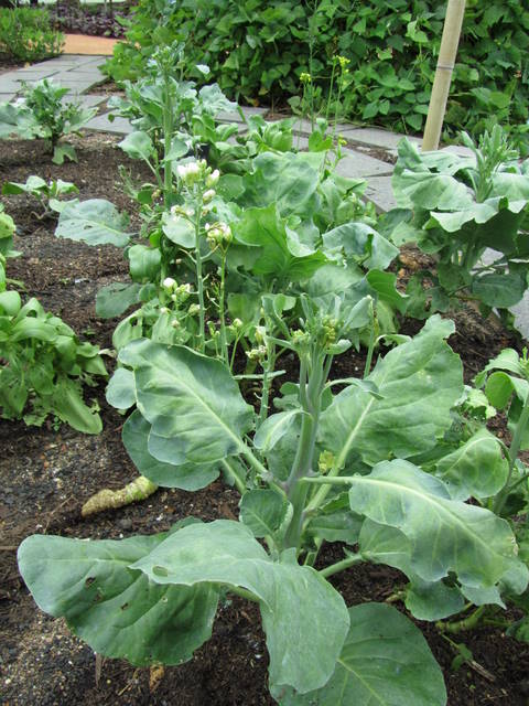 Asian Vegetable 'Kai Lan' | Planting vegetables, Asian vegetables, Herbs