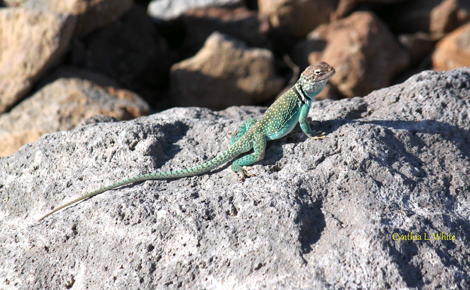 Preskittgurl: Blue Collared Lizard