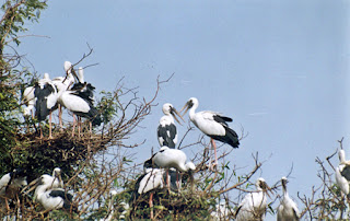 Hd Kalitesi ile Leylek Resimleri ~ Resimler Diyarına Hoşgeldiniz
