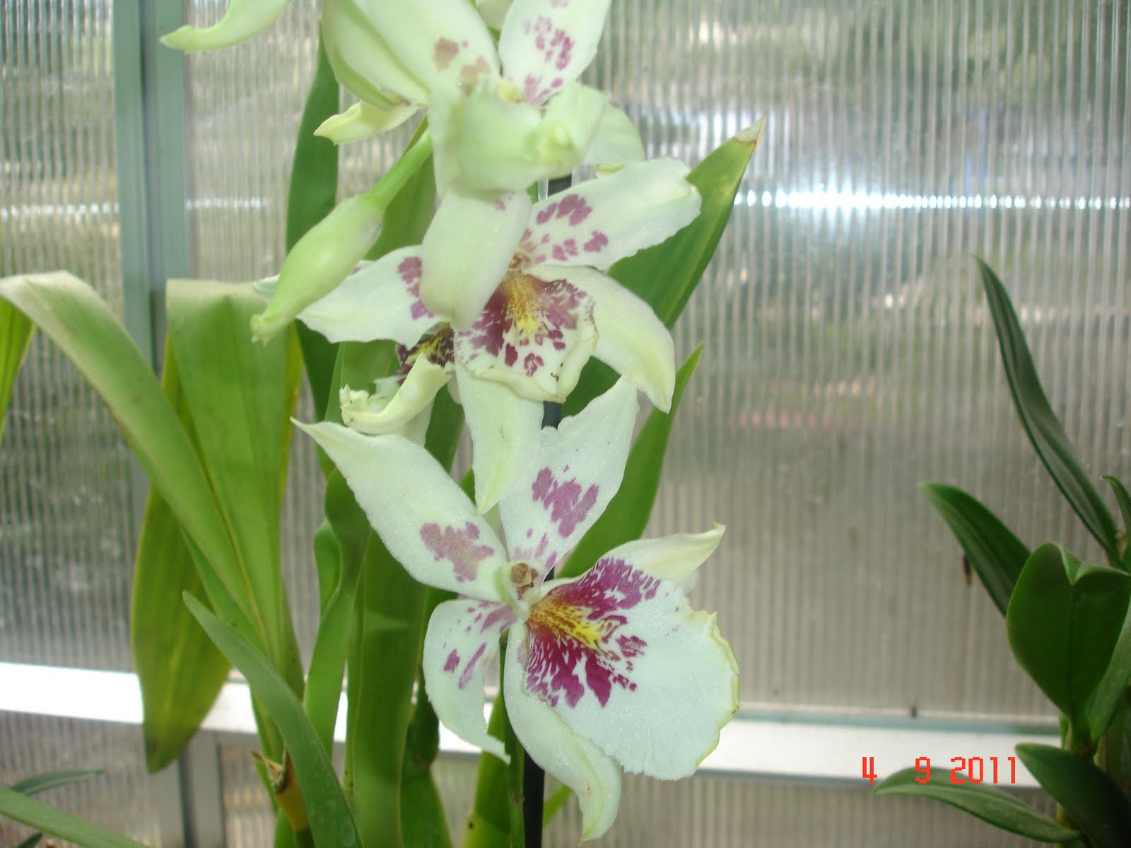 aventura com orquídeas: Beallara tahoma glacier