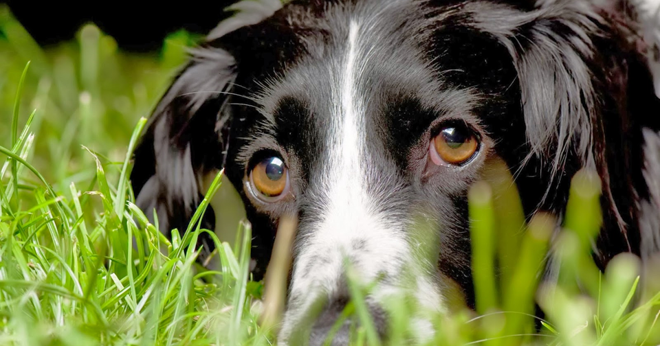 TIPS PARA MASCOTAS: La visión de los perros. Clínica Veterinaria del Bosque
