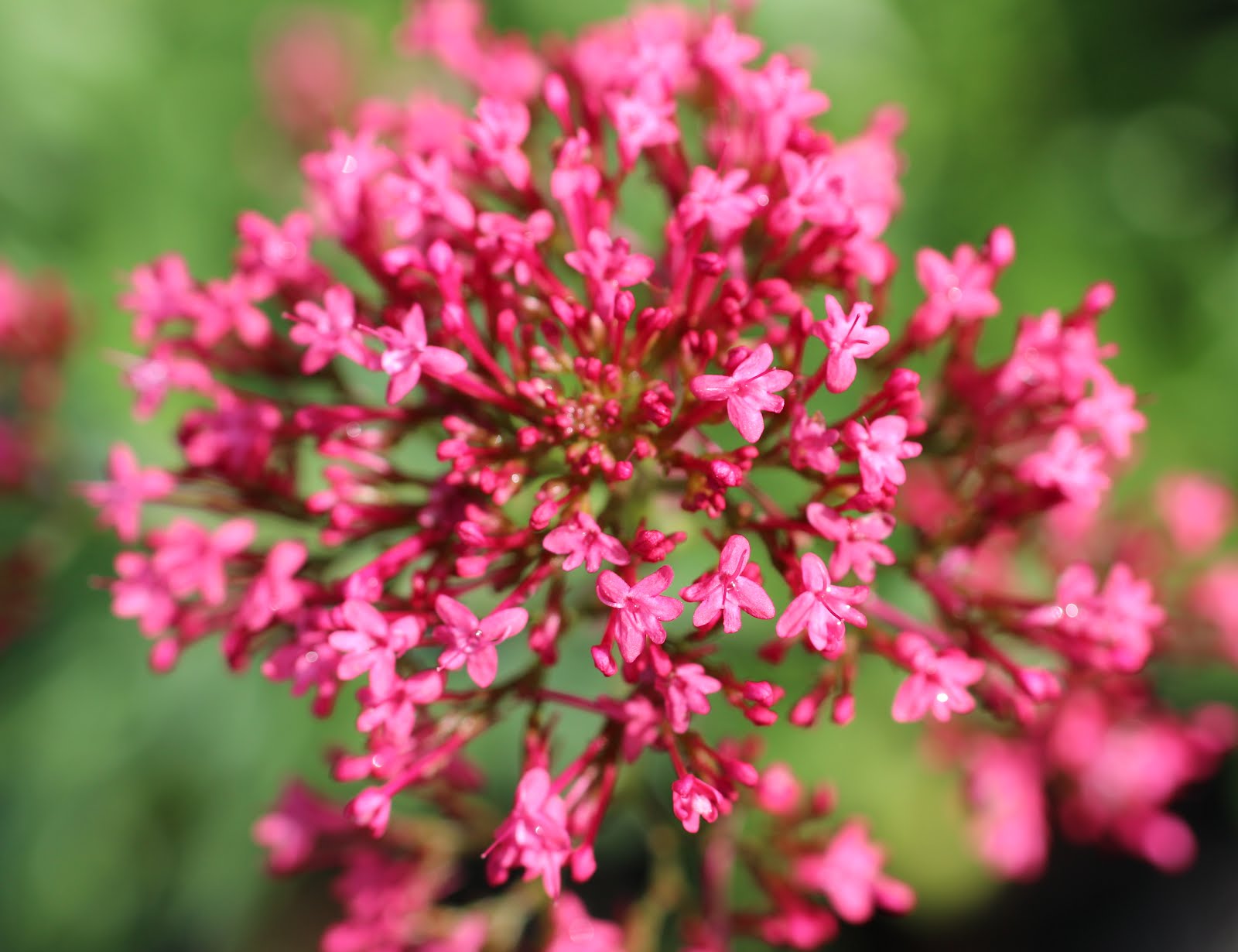 Florez Nursery: Centranthus ruber, Red Valerian