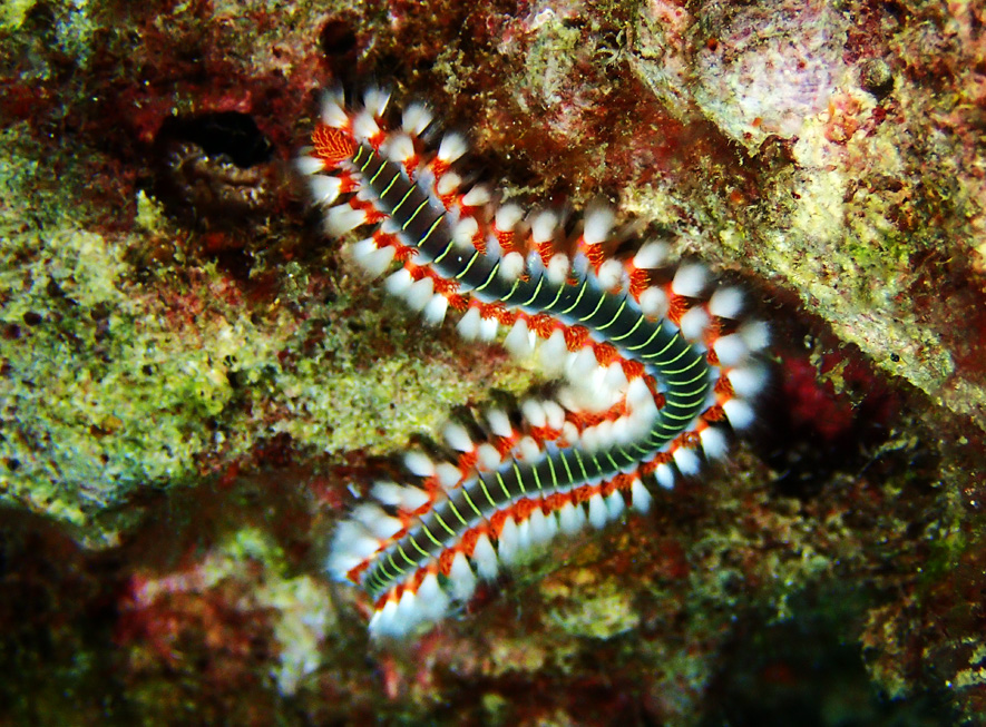 Ces vers qui ont du panache!