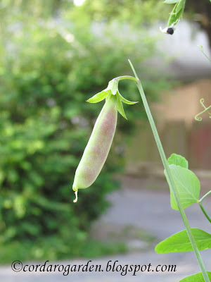 The Gardener of Eden: Home Veggie Garden at the end of May