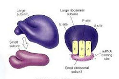 Retikulum Endoplasma dan Ribosom (Organel Tidak Bermembran) - Biologisites