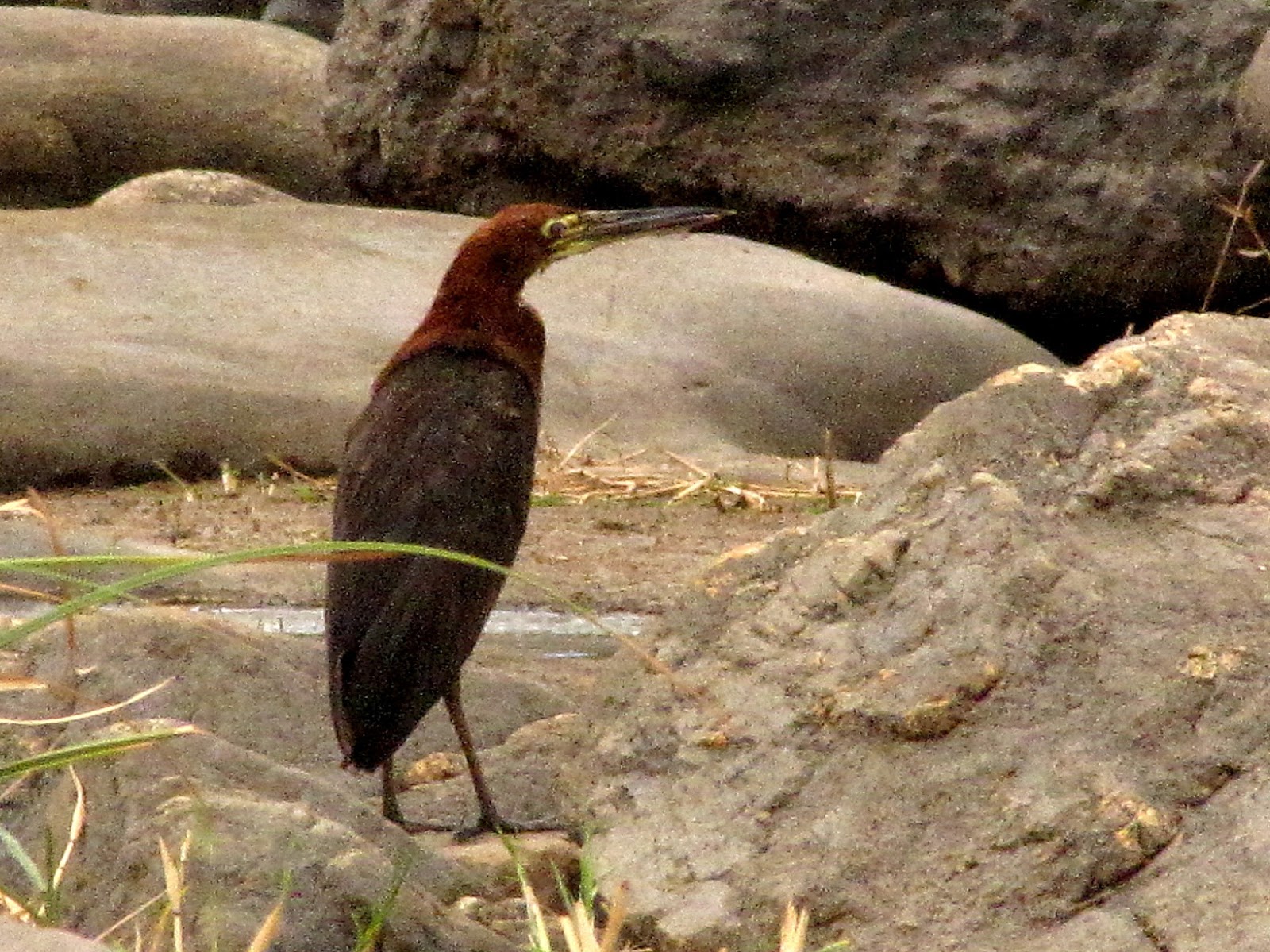 FAUNA E FLORA DO RN: Socó-boi Tigrisoma lineatum (Boddaert, 1783)