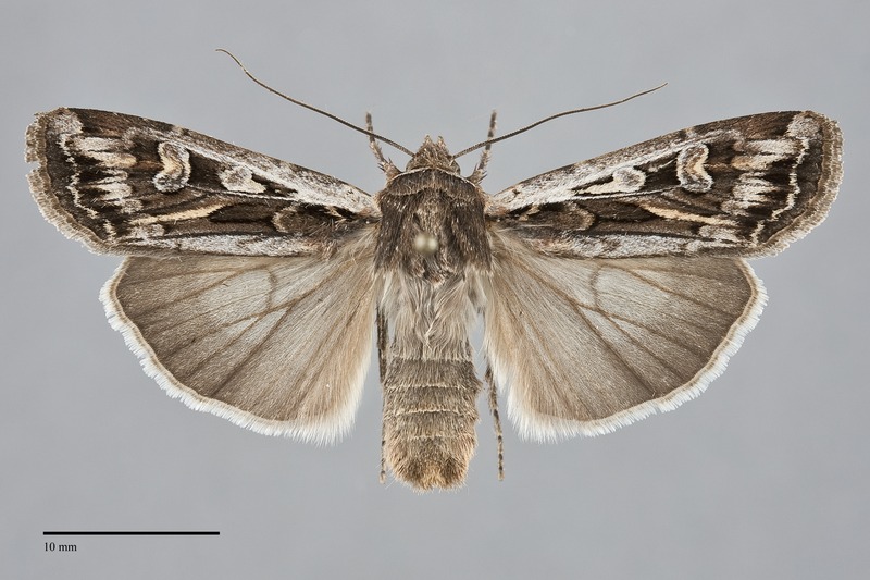 Northwest Nature Notes