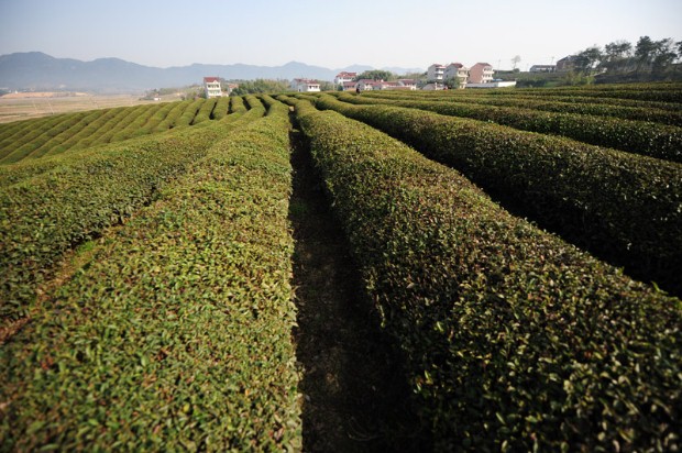 Fields of Tea, China | 20 Unbelievably beautiful places.