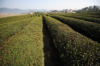 Fields of Tea, China | 20 Unbelievably beautiful places.