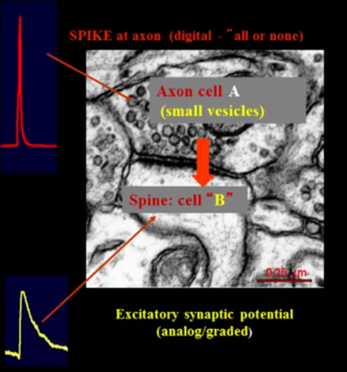 A learner's notebook.: Neuron: Axon, Dendrite, and Synapse