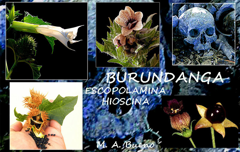 Foto-Natura-Huesca: BURUNDANGA - ESCOPOLAMINA - HIOSCINA