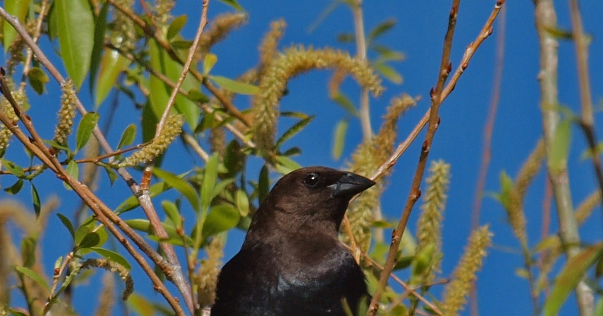 Birding Is Fun!: Ode to the Cowbird - a sonnet