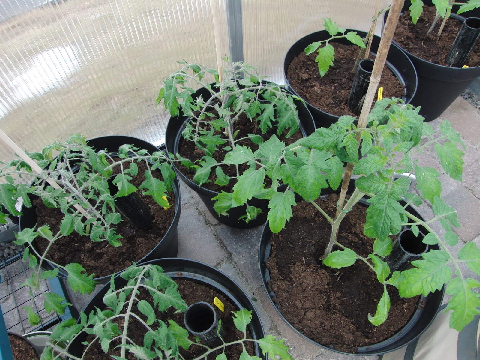 Kristins Hage&Drivhus: Undervatning til tomatar.