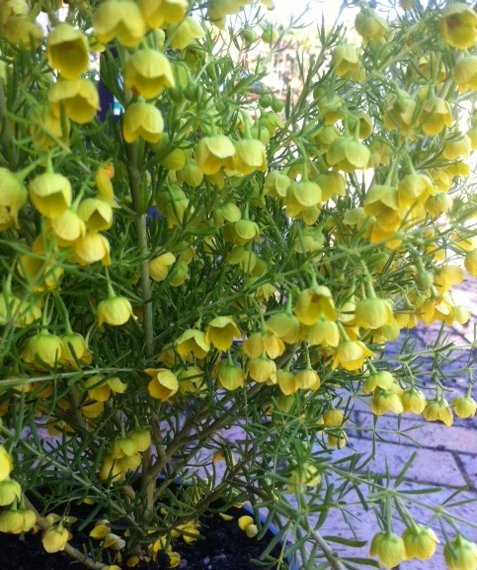 Real World Gardener: Sweet Boronia for a Modern Garden