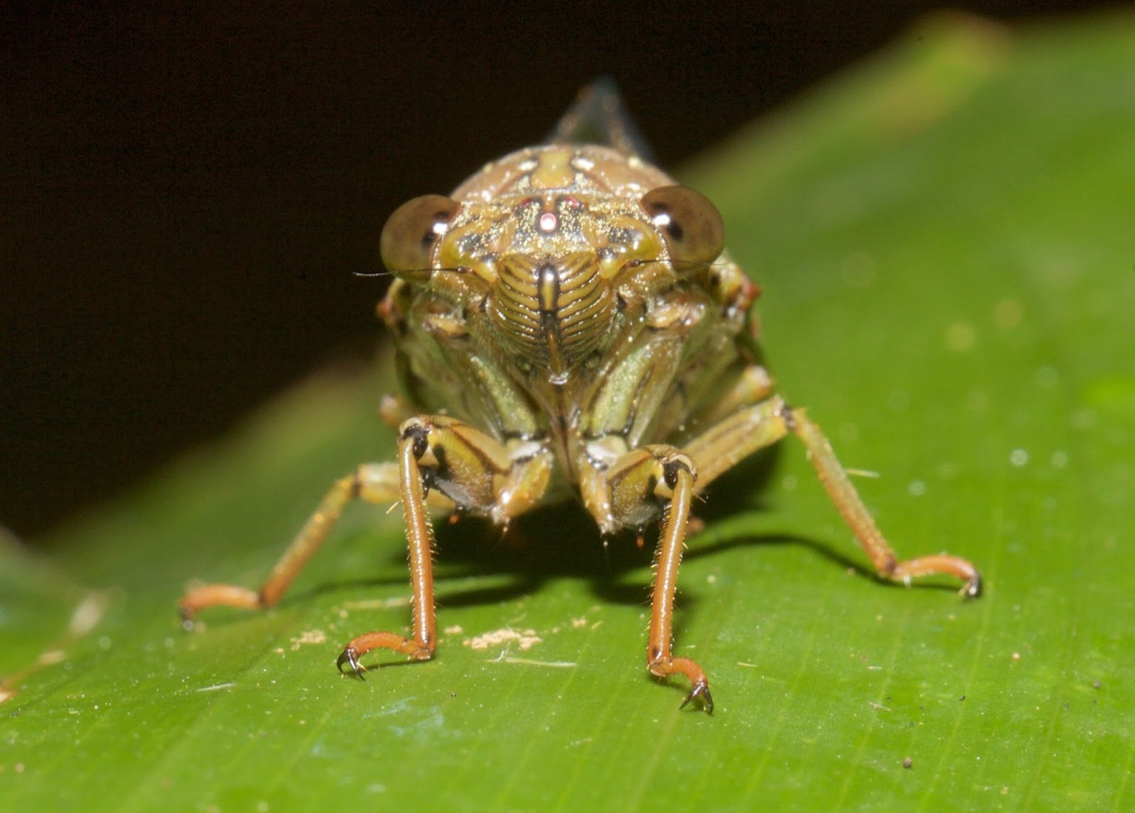 BunyipCo: A Tribute to the O'Briens