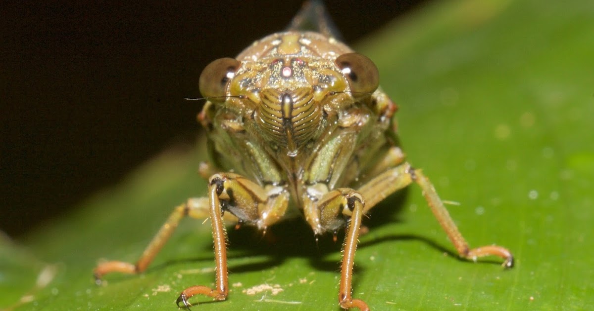 BunyipCo: A Tribute to the O'Briens