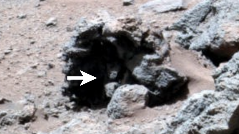 Tiny Reptilian Creature Found On Mars?