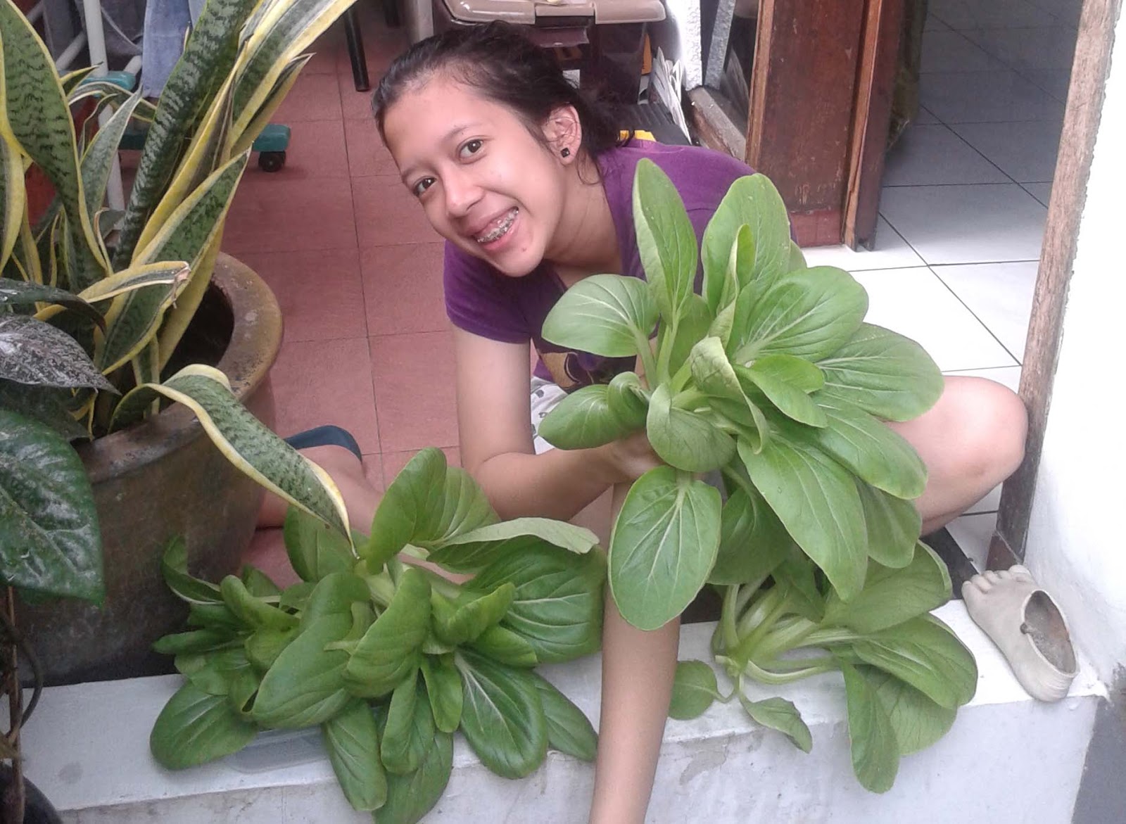 Inspirasi 23+ Tanaman Pakcoy Hidroponik