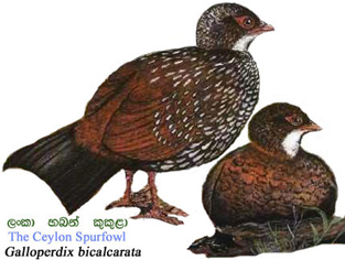 Incredible Srilanka: The Ceylon Spurfowl