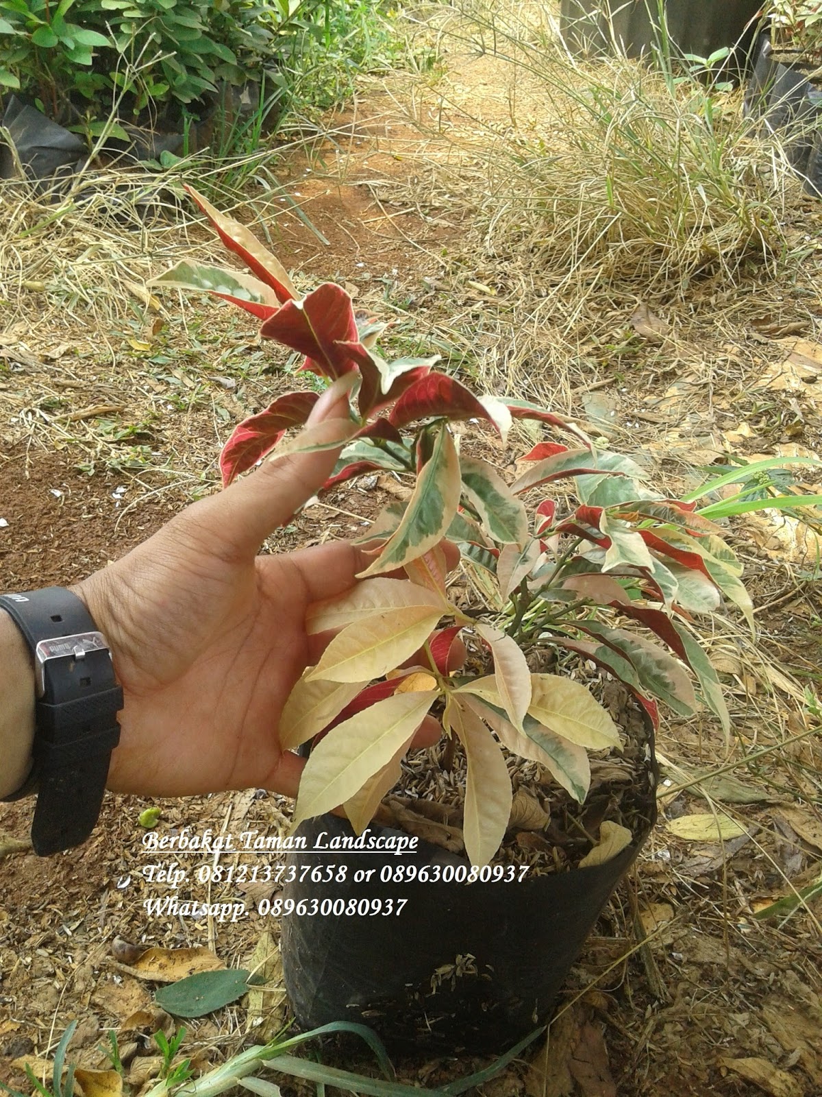 Jual Tanaman Sabang Dara | Sambang Dara | Sambang Darah | Tukang ...